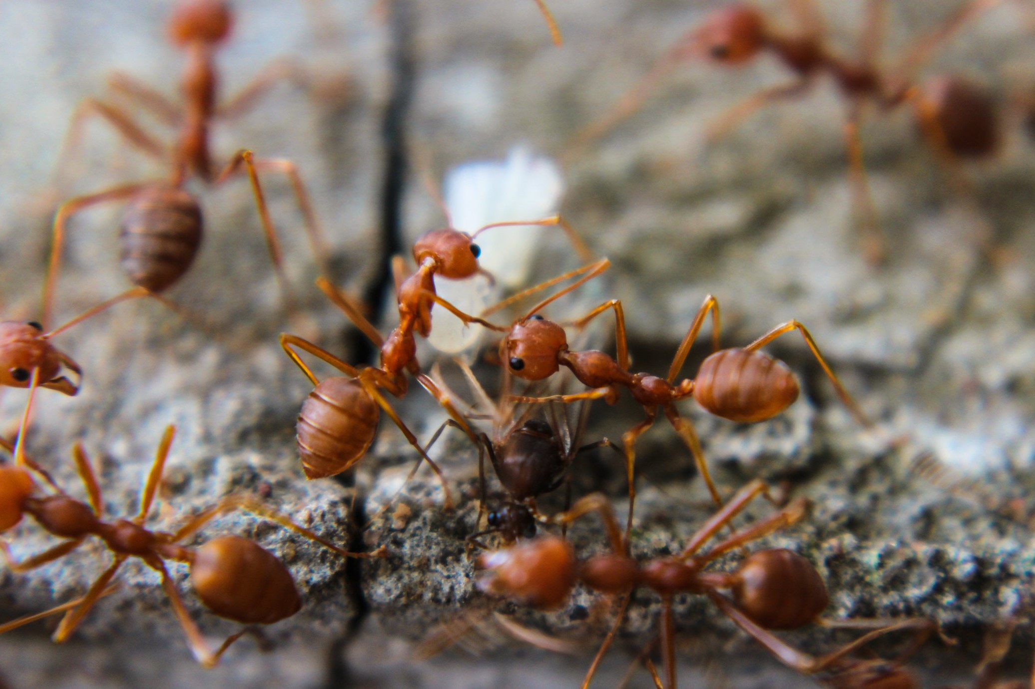 Fire ant zones extended to include Coast detection area