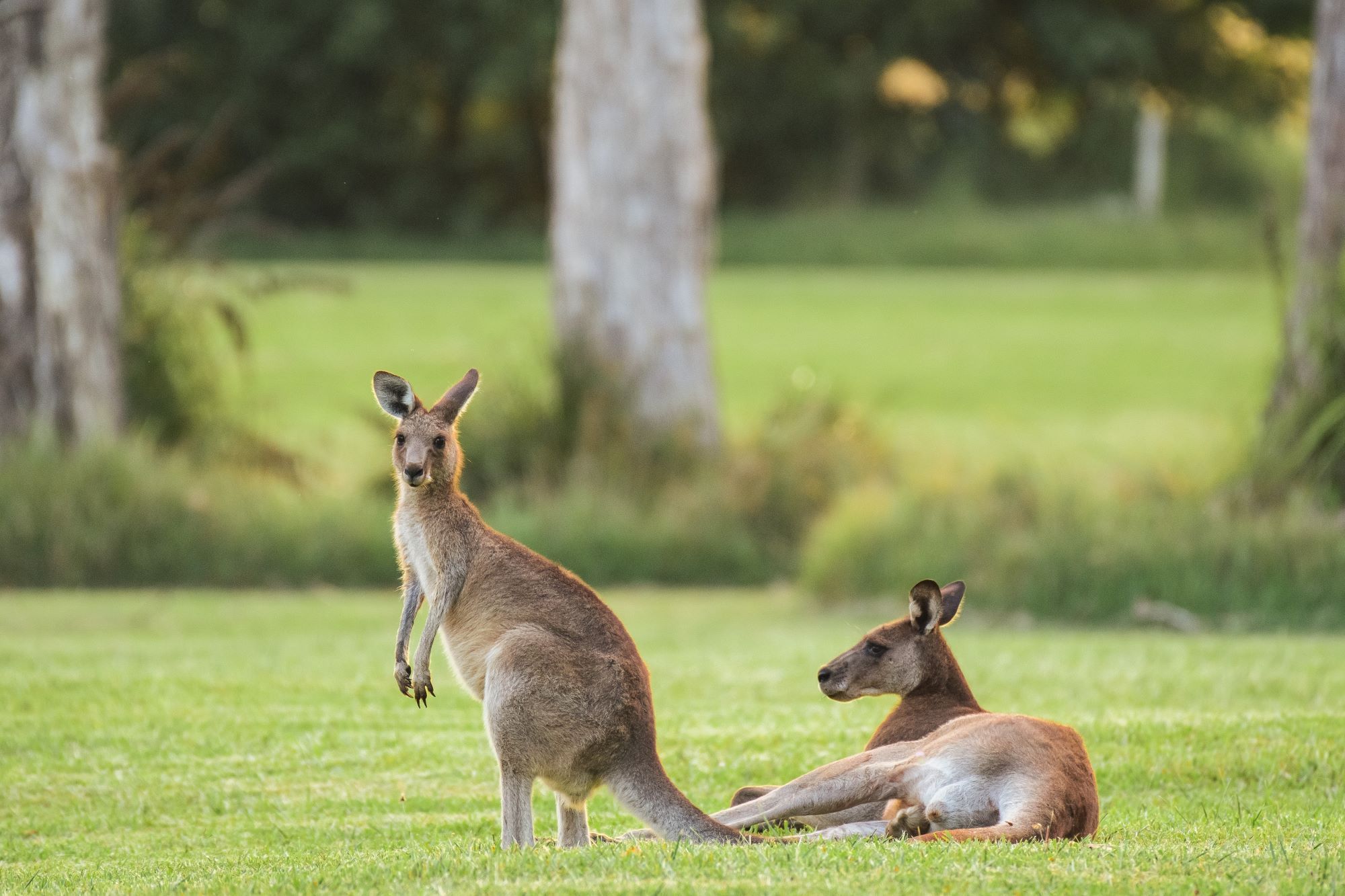 Push for Palmer's resort to open gate to save kangaroos