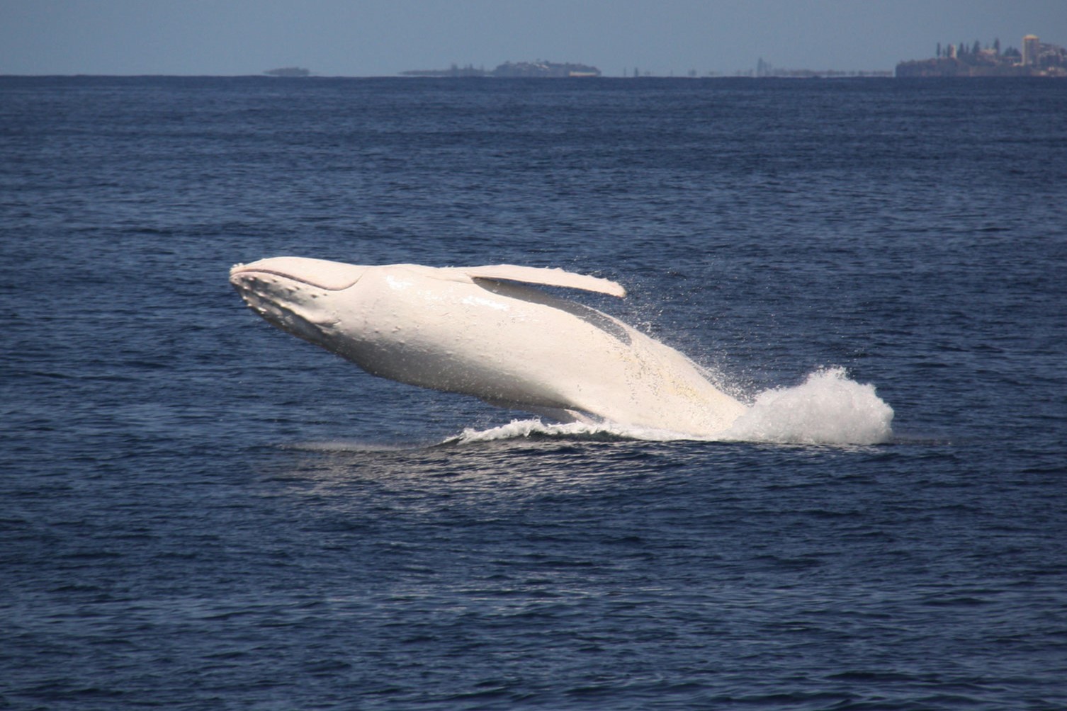 Whale watchers hope to see famous humpback