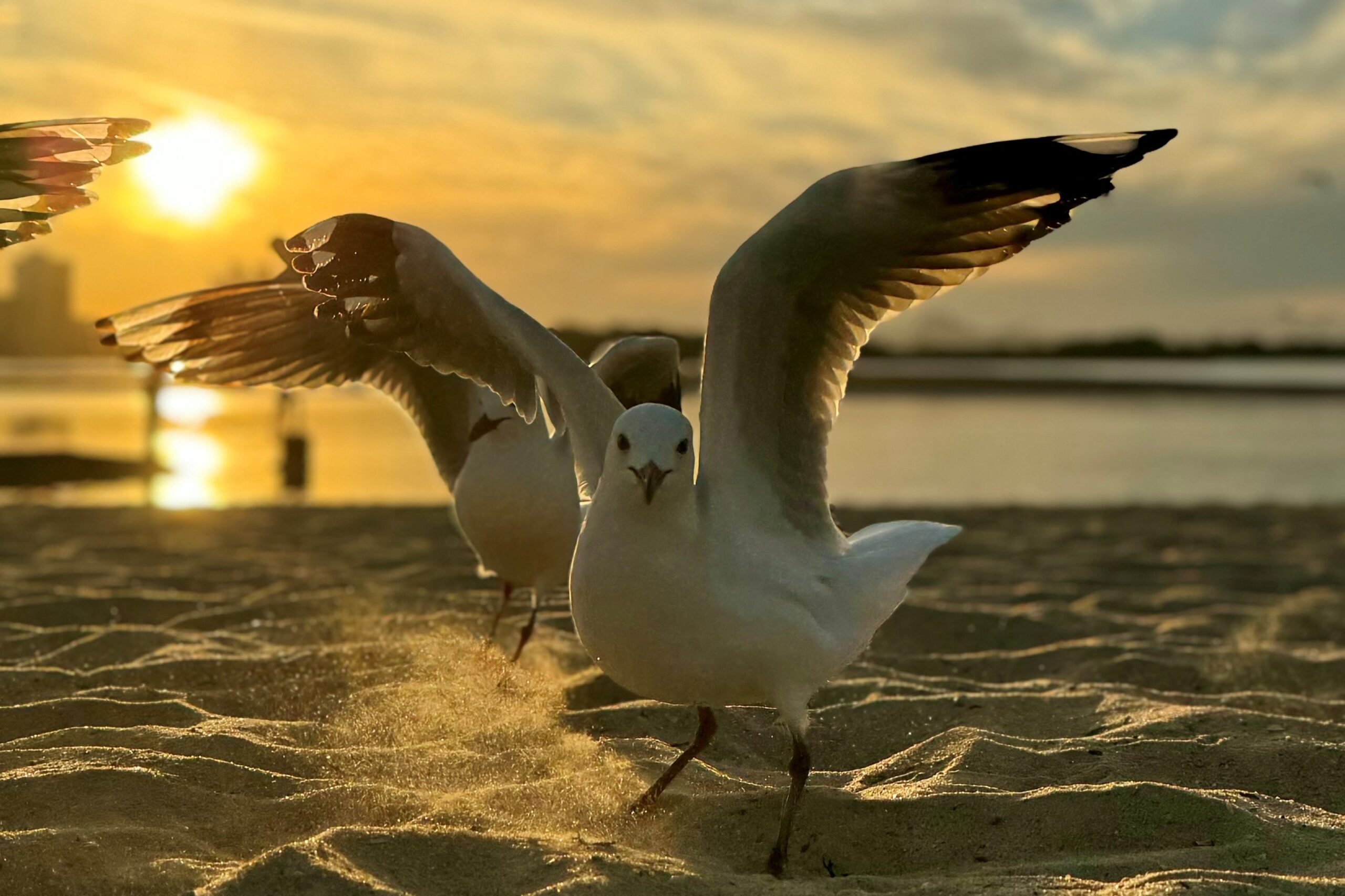 Photo of the day: swooping in