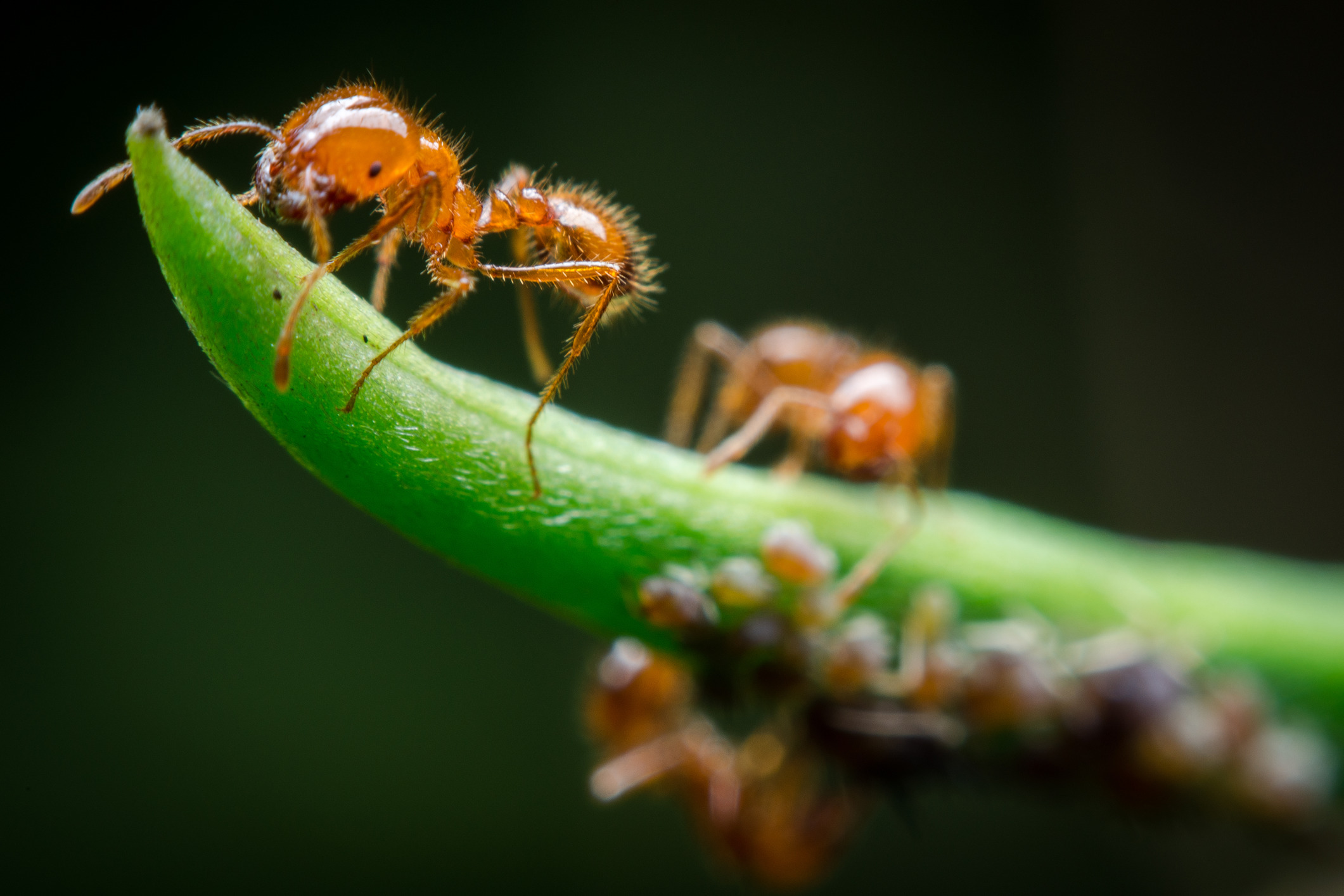 Outbreak: multiple fire ant nests found on Coast