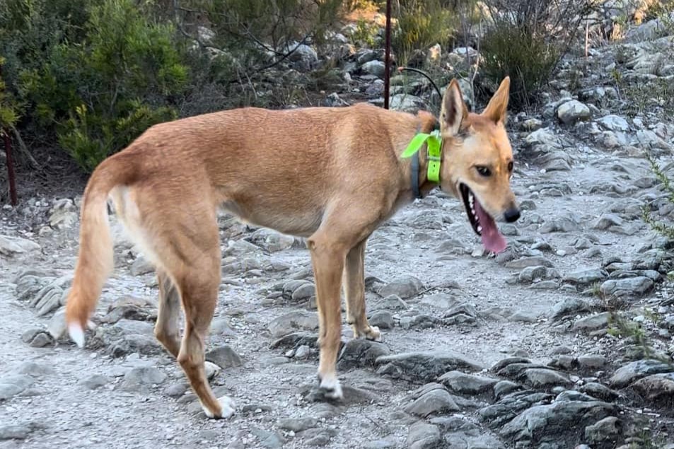 Mystery dog prompts national park reminder