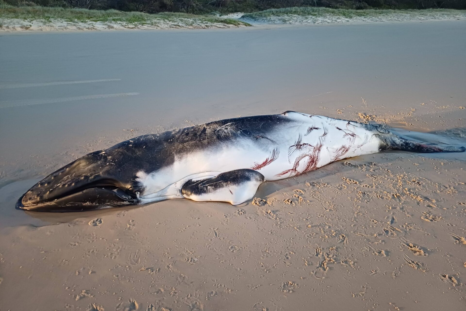 Whale calf euthanised after stranding on K'gari