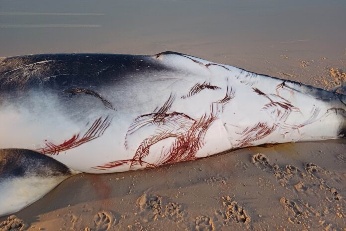 Whale calf euthanised after stranding on K'gari