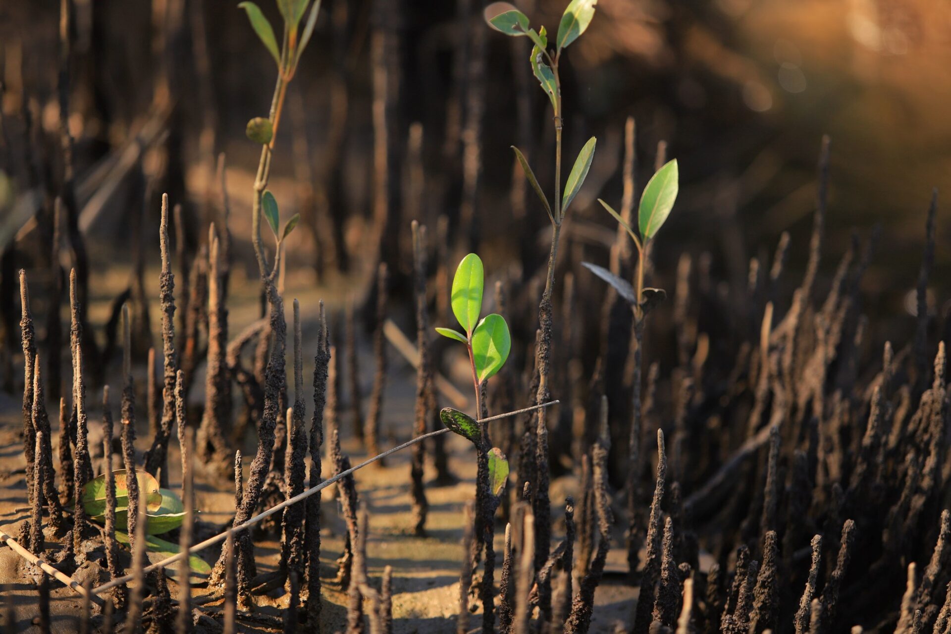 Australia's first blue carbon project gets green light