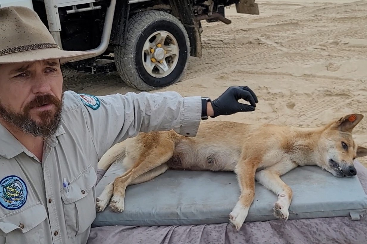 Dingoes snagged on fishing hooks