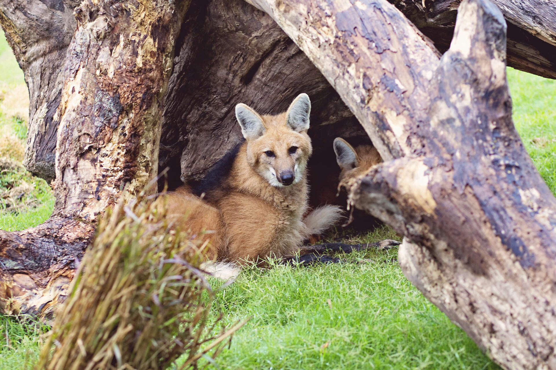 Mane attraction: zoo welcomes adorable pups