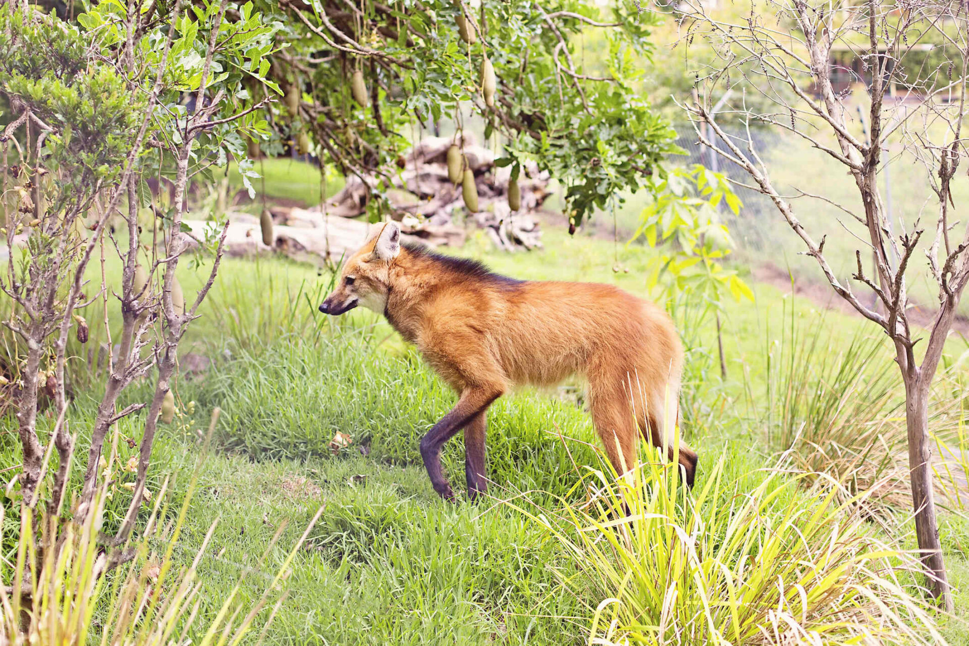 Mane attraction: zoo welcomes adorable pups