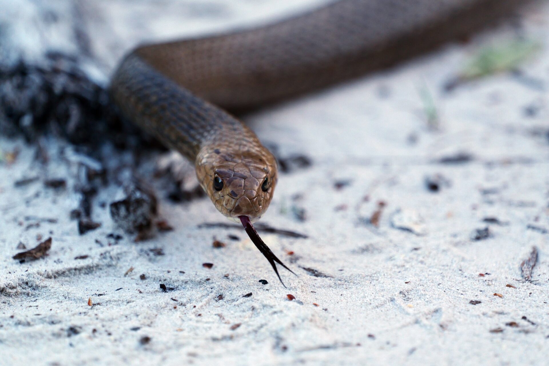 Tee-rifying sight as huge snake found at golf club