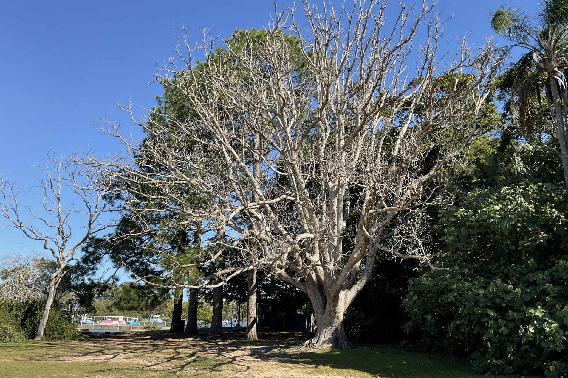 Popular island to close temporarily for tree removal
