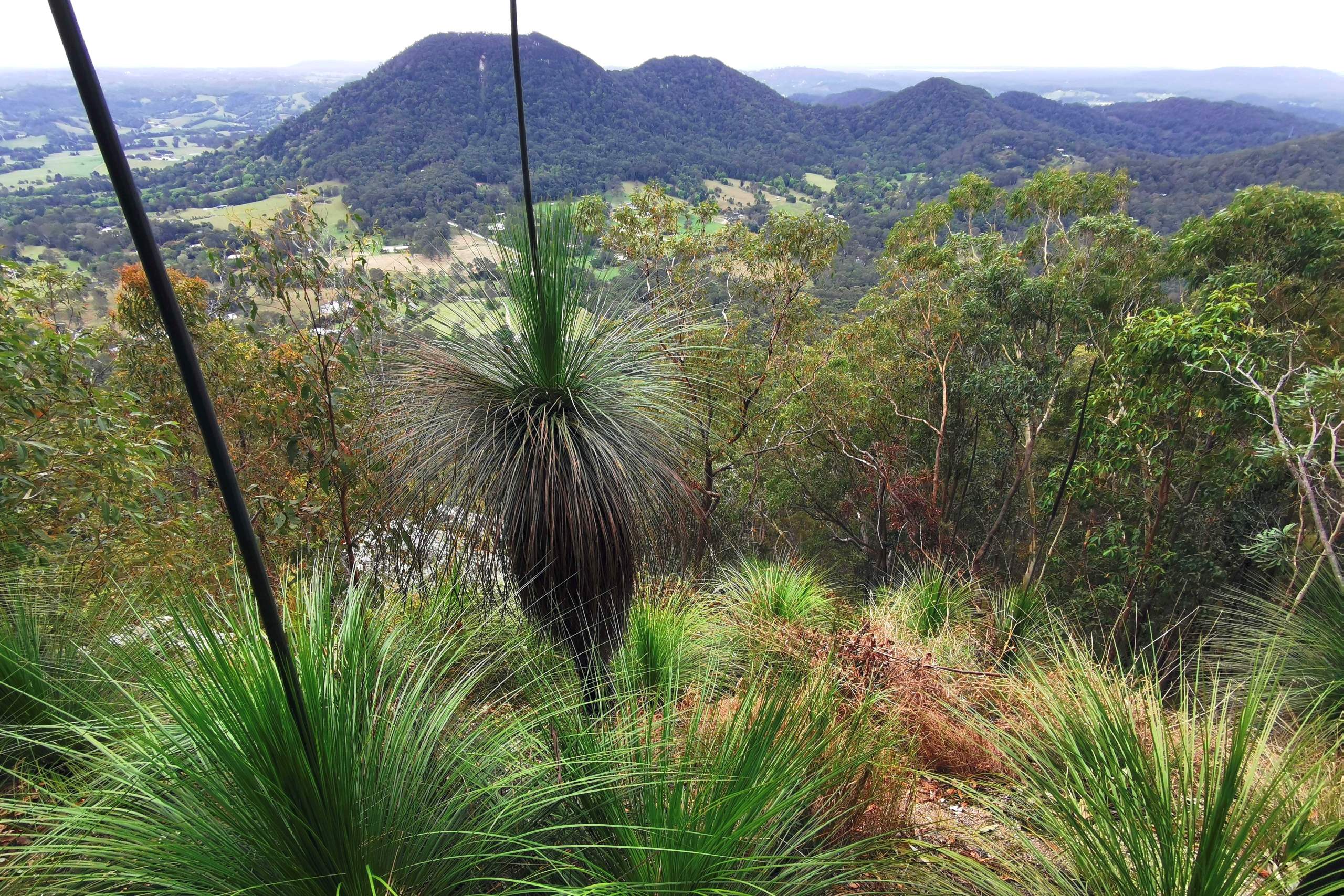 Photo of the day: above the trees