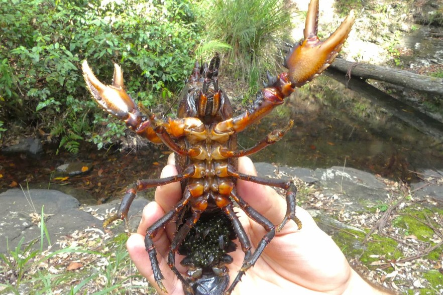 ‘Hissing’ spiny crayfish unique to region at risk of extinction