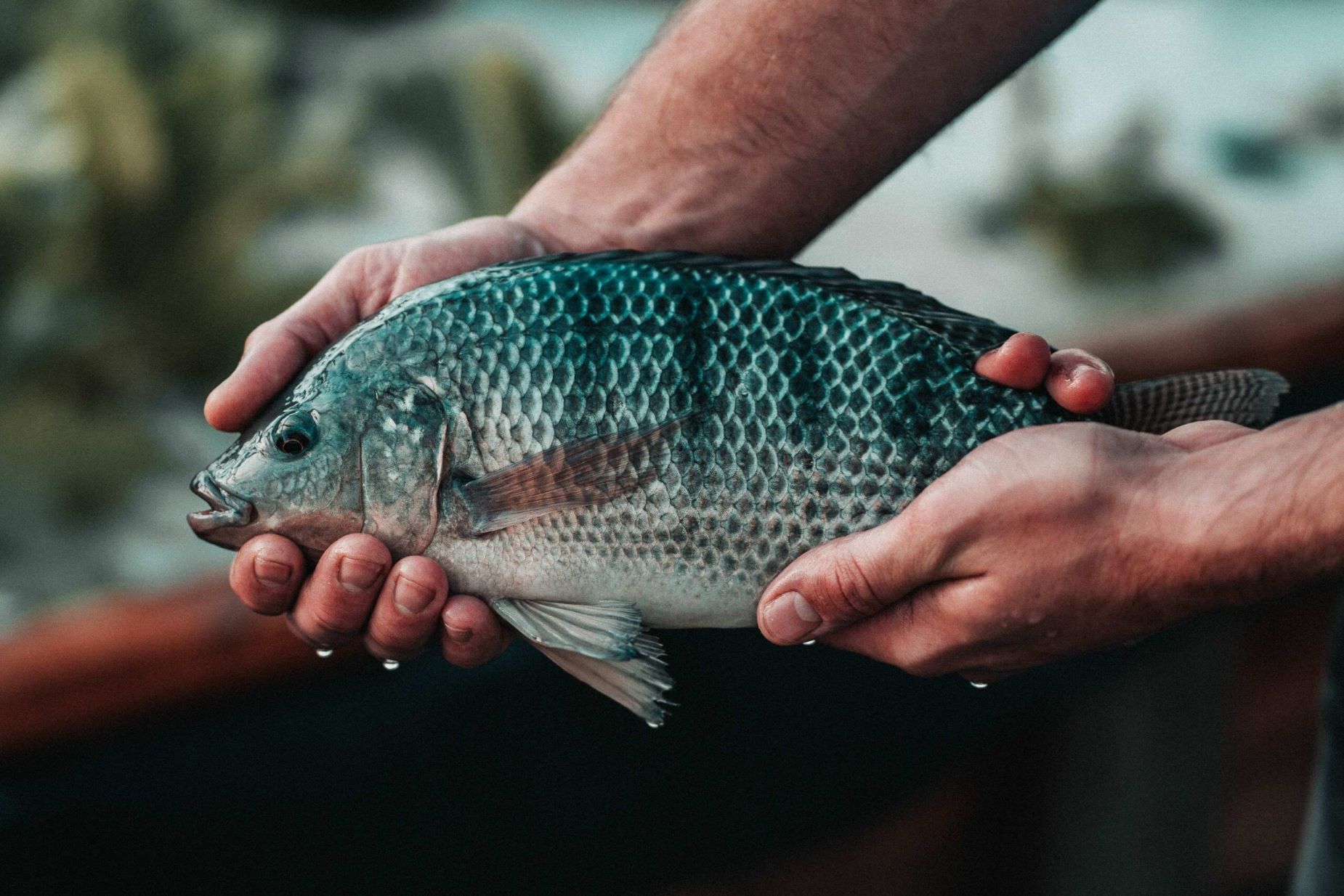 Pest fish sighted at previously clear waterway