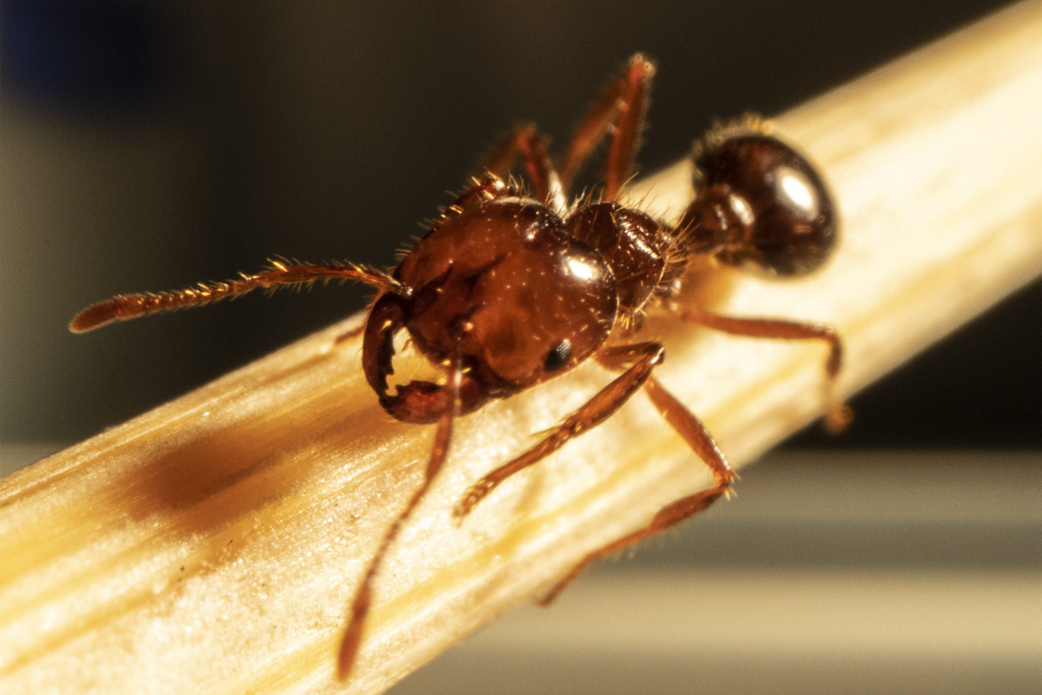 Fire ant treatment opponents face police action