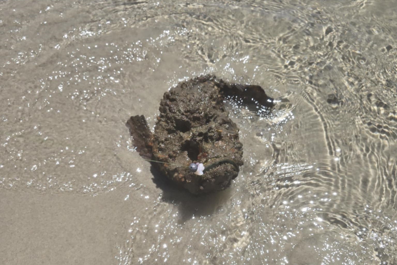 Deadly catch: timely reminder as dangerous fish reeled in