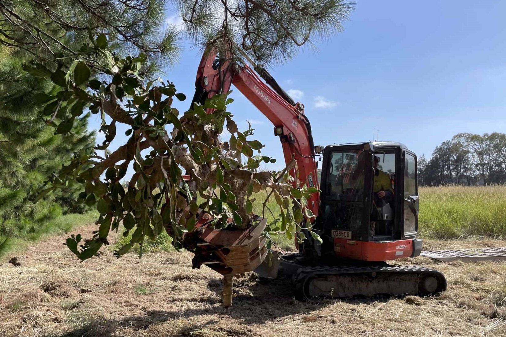 Coast's 'most wanted' invasive species list released