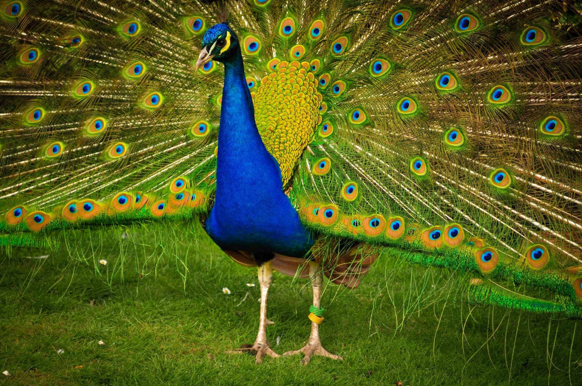 Sami Muirhead: technicoloured dreamcoat