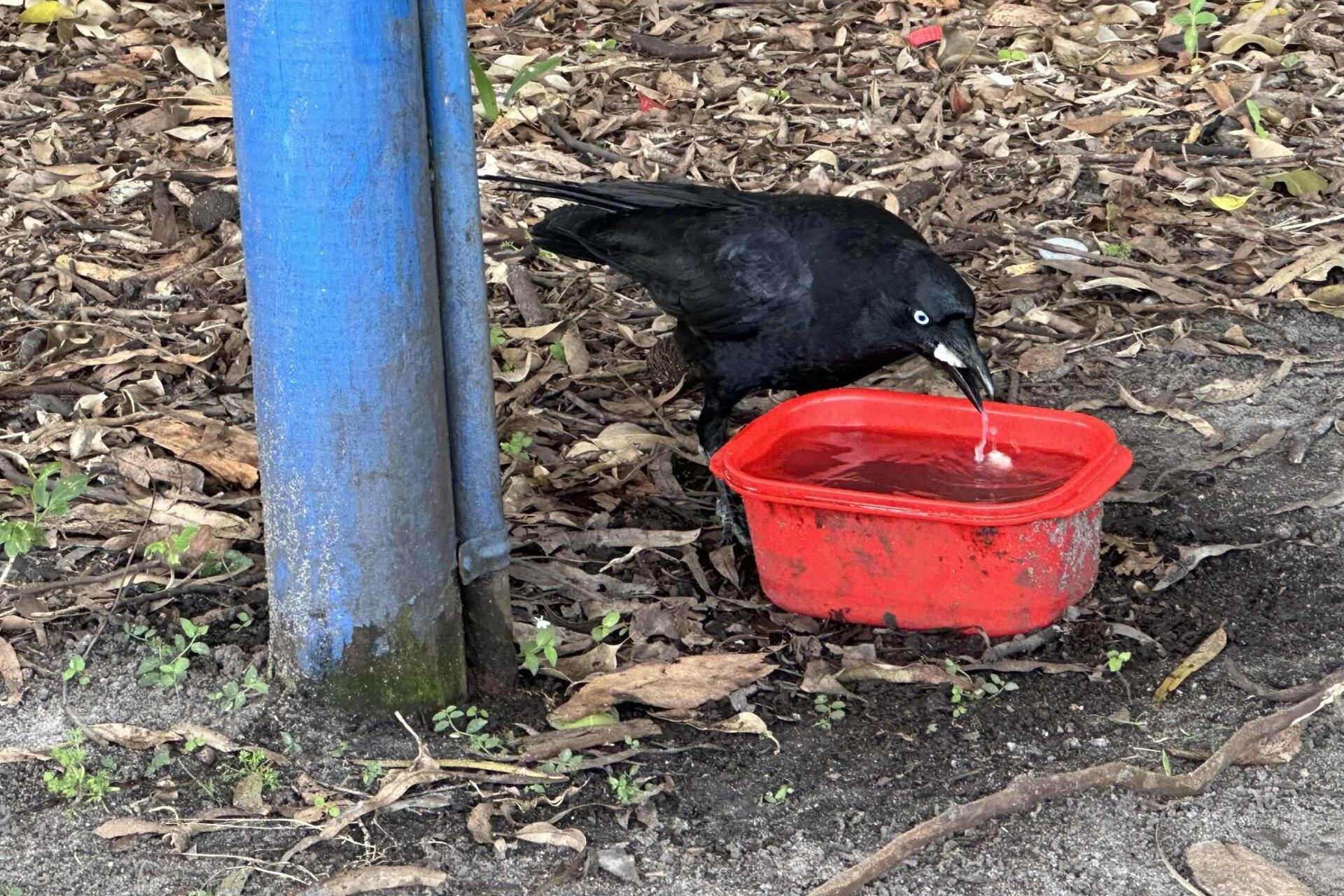 Photo of the day: crow cuisine
