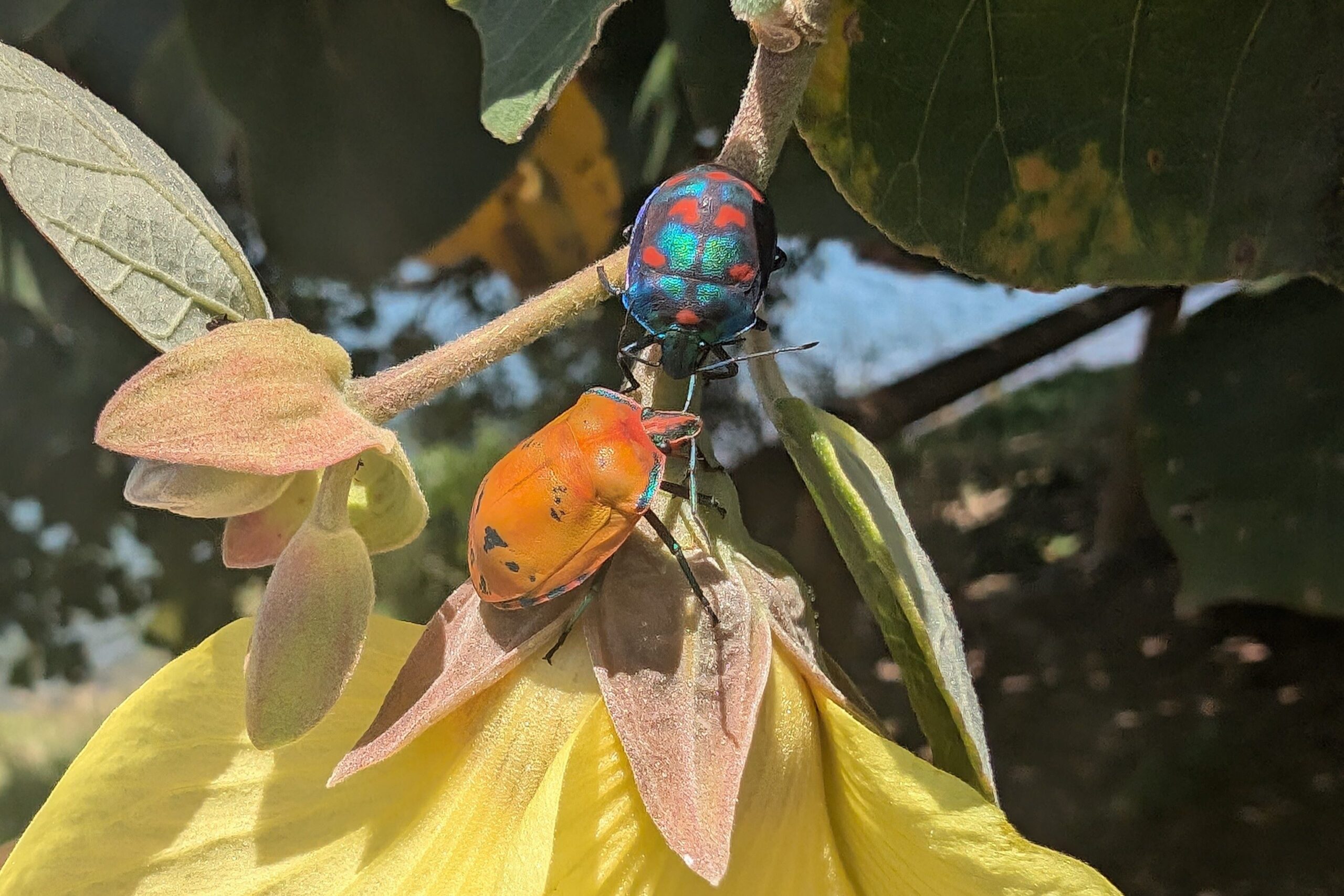 Photo of the day: beetle play