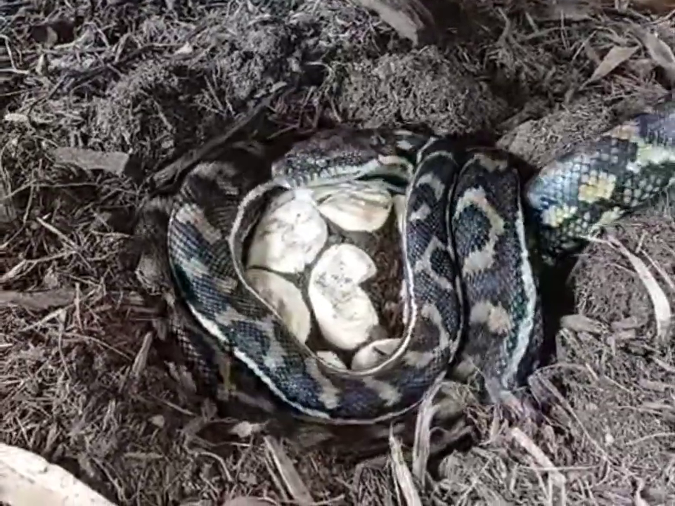 Snake keeps her clutch of 'bread rolls' under wraps