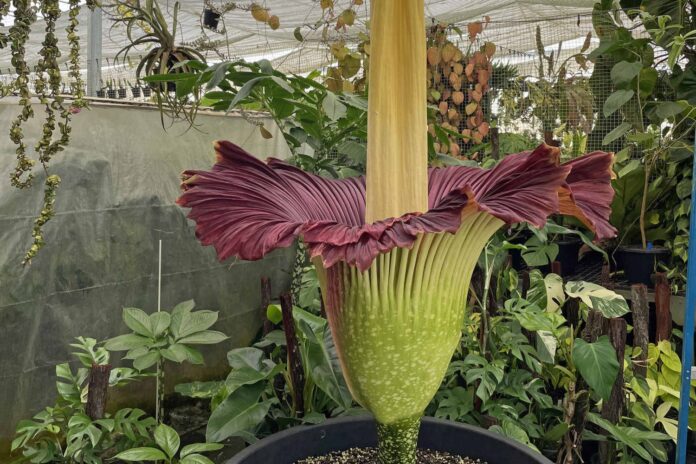 Smells like ‘rotten flesh’: rare corpse flower blooms