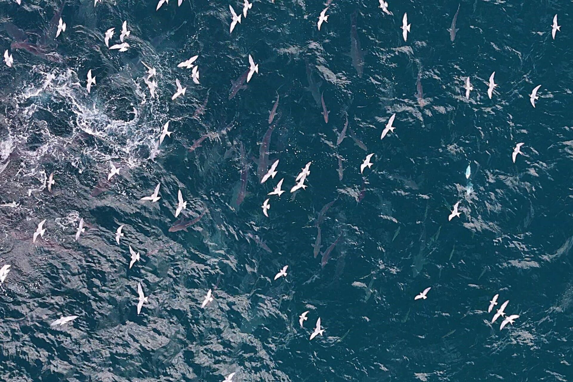 'Hundreds of sharks’ in feeding frenzy just offshore
