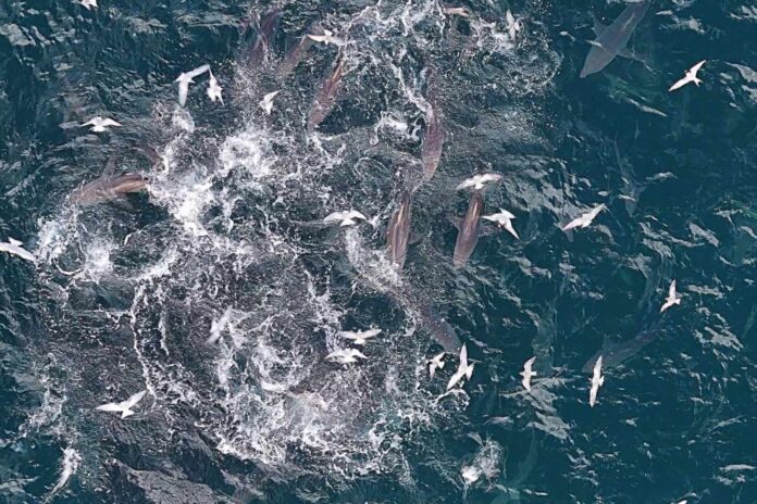 'Hundreds of sharks’ in feeding frenzy just offshore