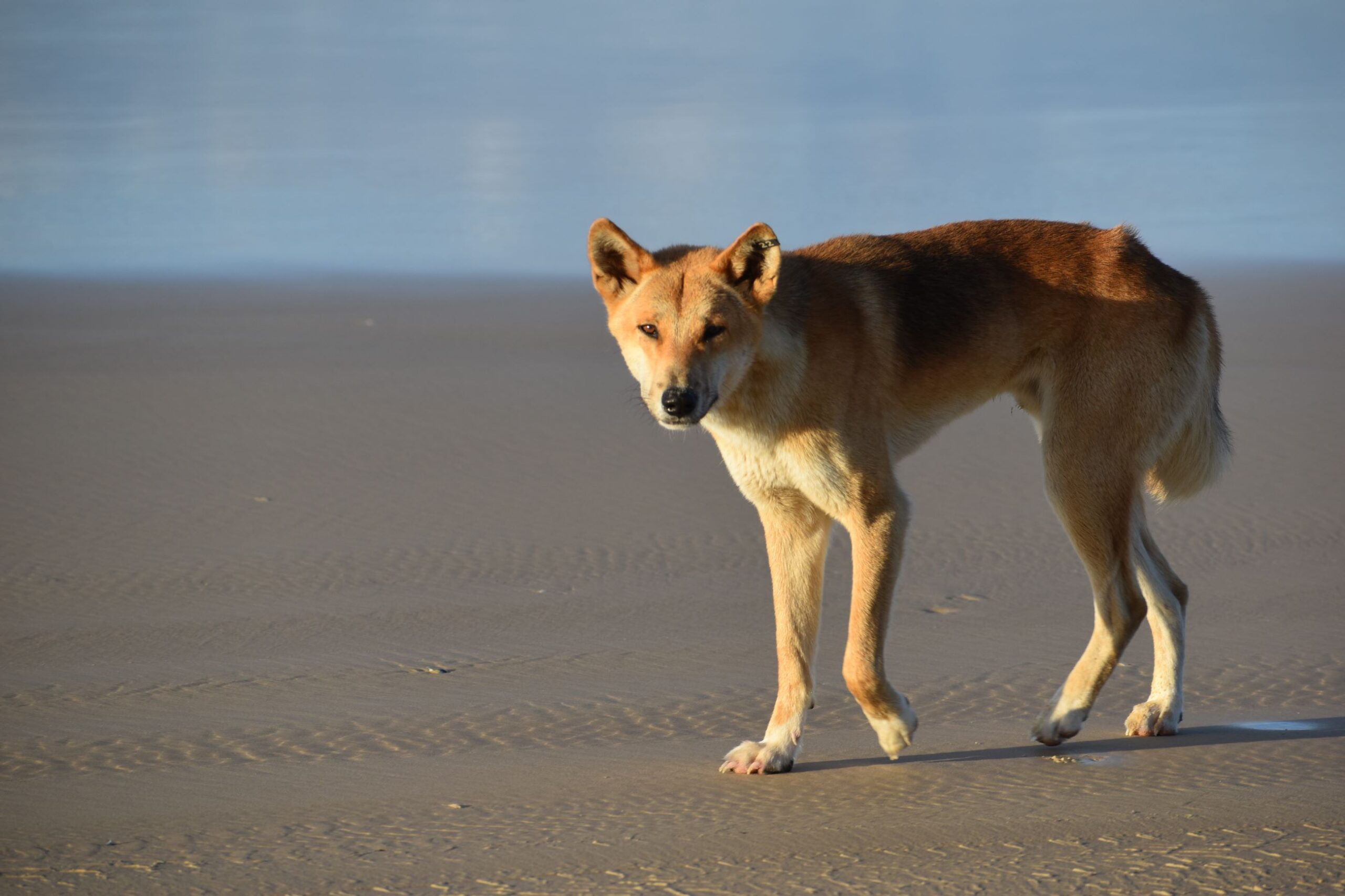 Boy bitten from behind in latest island dingo attack