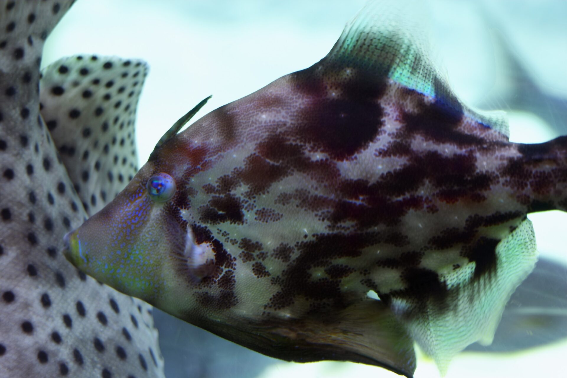'Thousands’ of fish wash on to region’s beaches