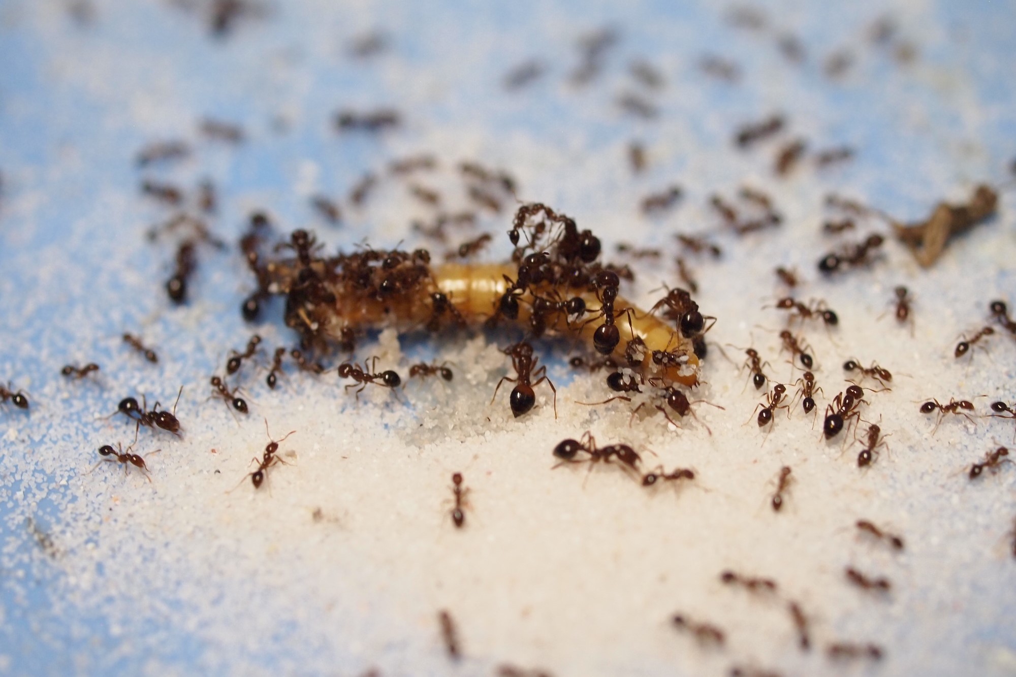 More fire ant nests found outside containment lines