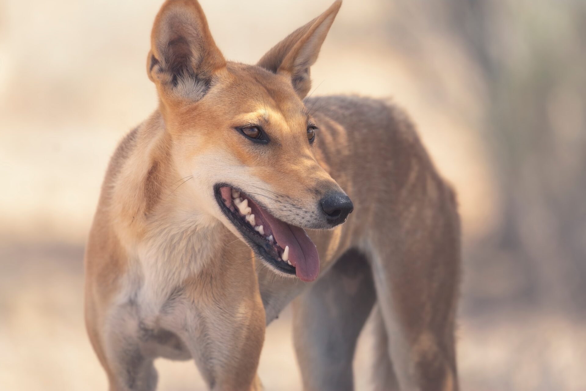 Dingoes bite women on island tour
