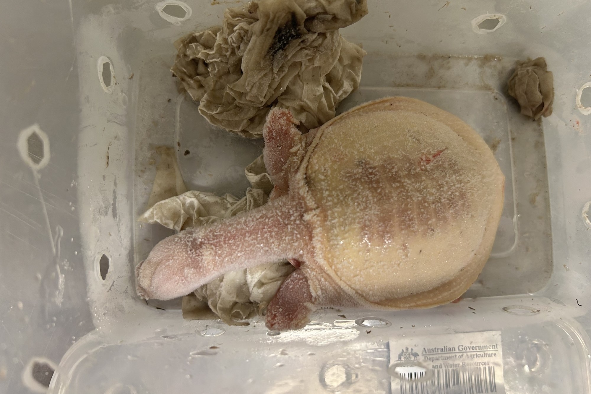 Man sentenced after exotic animal trafficking gang exposed