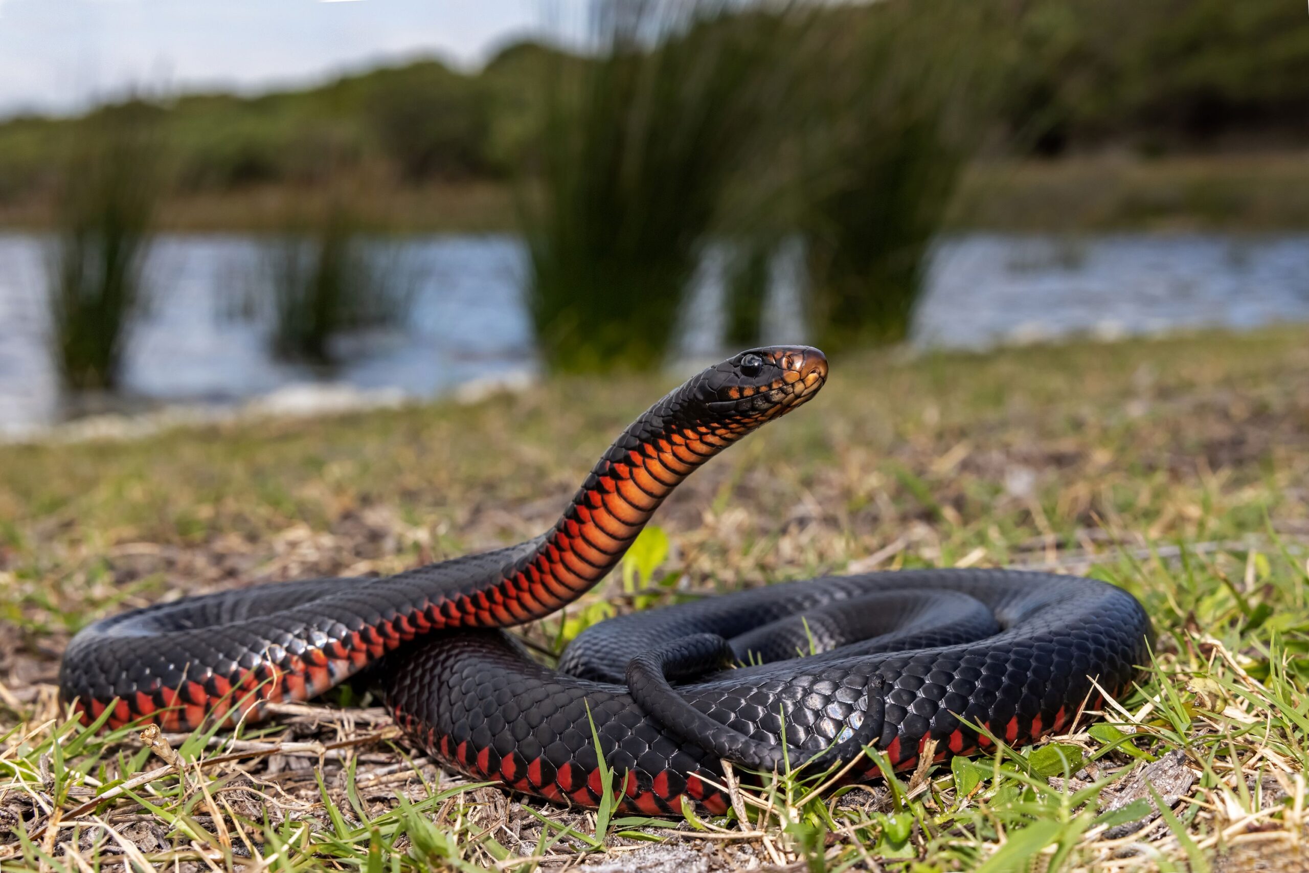 ‘Chopped it in half’: snake catcher's fury over illegal act