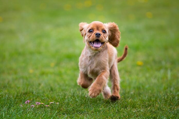 Your say: dog access rules, rental rejections and more