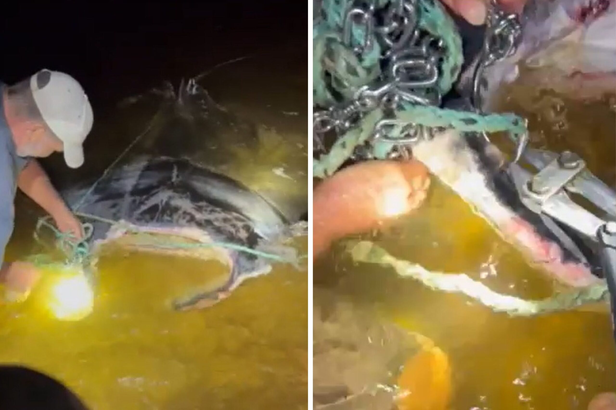'Gentle giant' untangled from debris in unusual sighting
