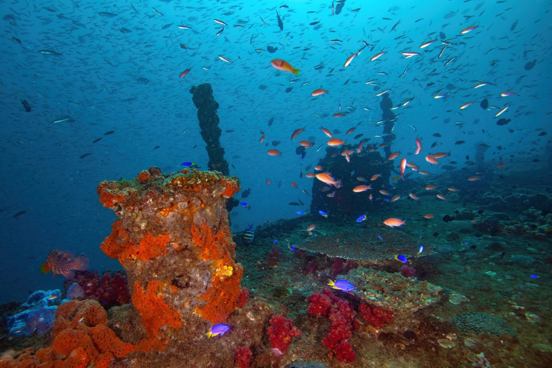 Dive icon marks 20 years beneath the waves