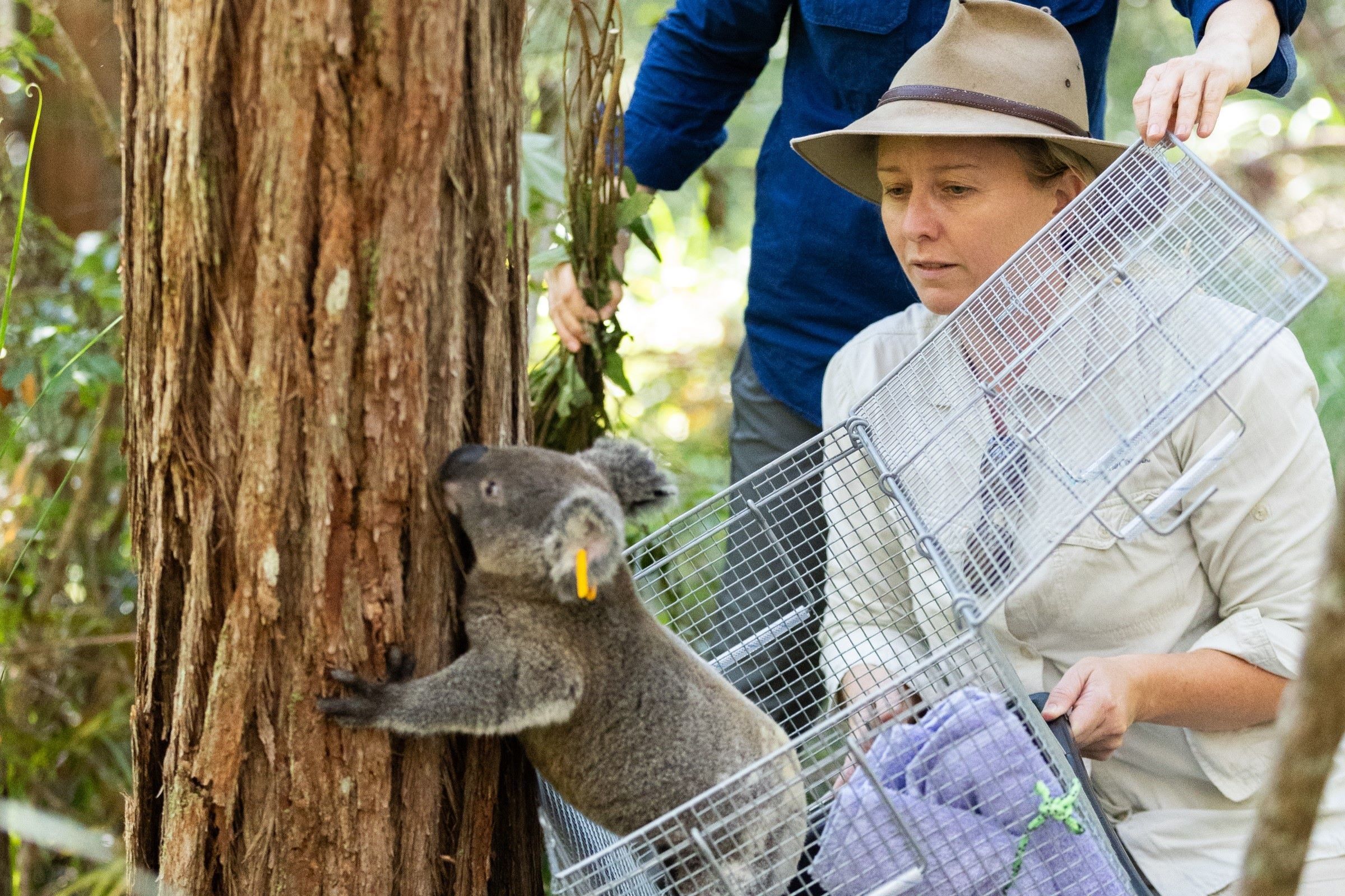 Private land, public win: koala conservation efforts pay off
