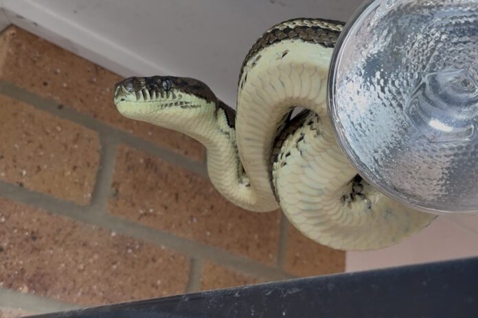 Next-level home security: stubborn snake on patrol