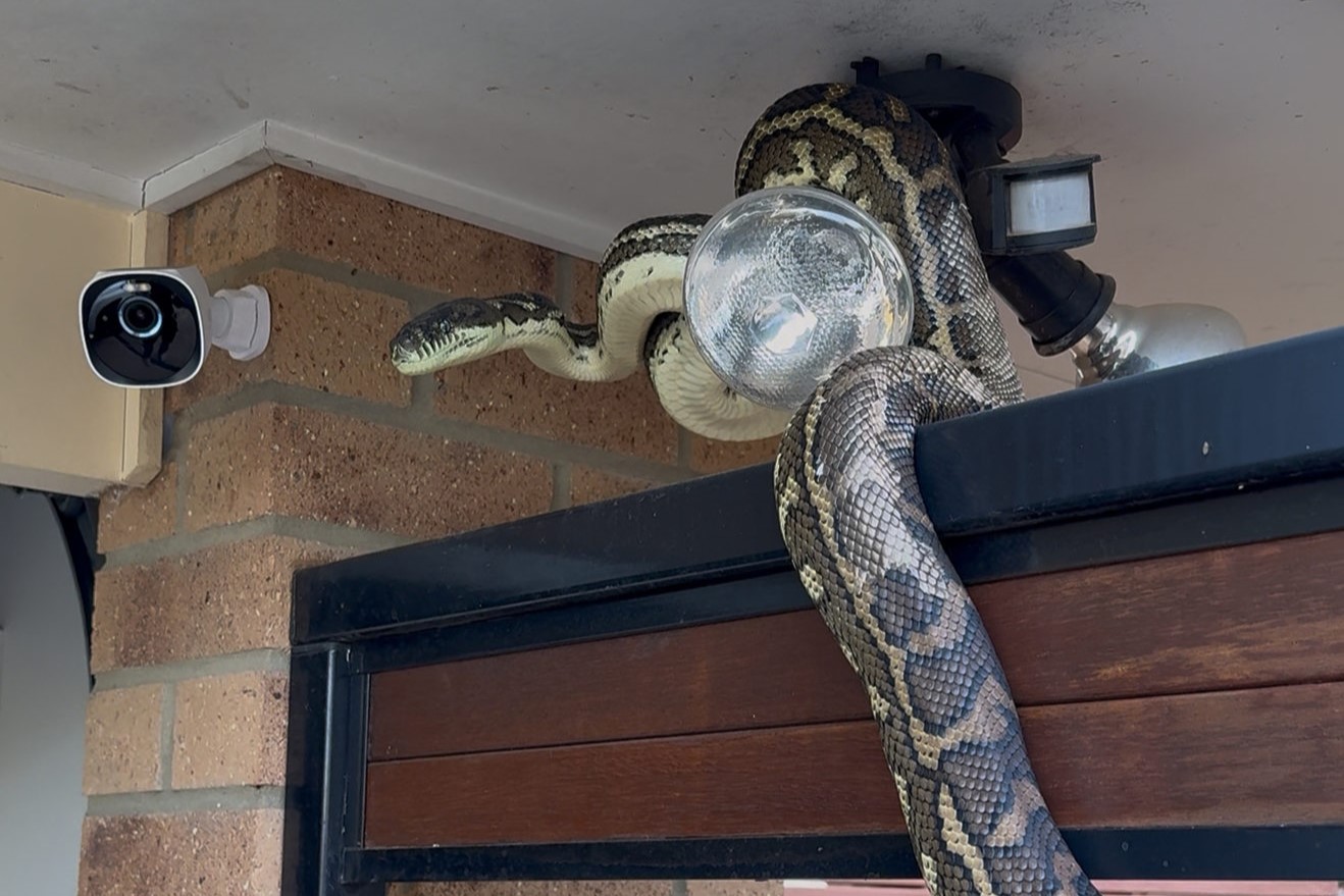 Next-level home security: stubborn snake on patrol