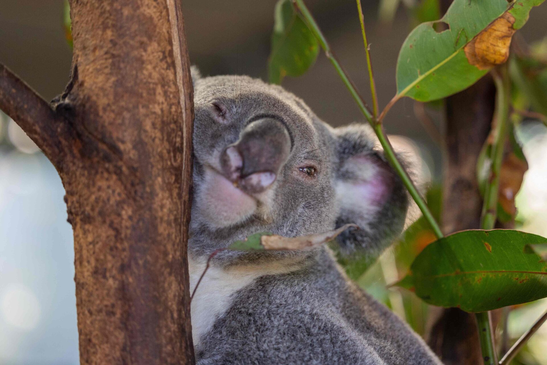 Koala vaccine breakthrough offers human blueprint