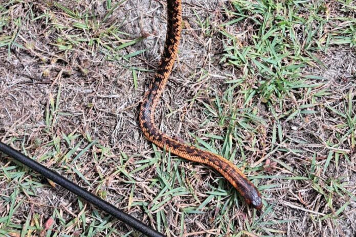 Deadly snake found far from home sparks investigation