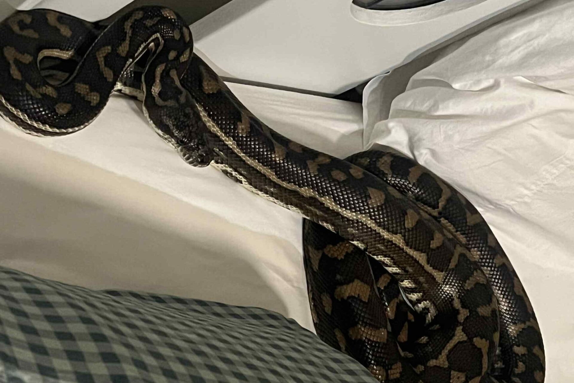 'I was shocked': slithery intruder gets cosy in bed