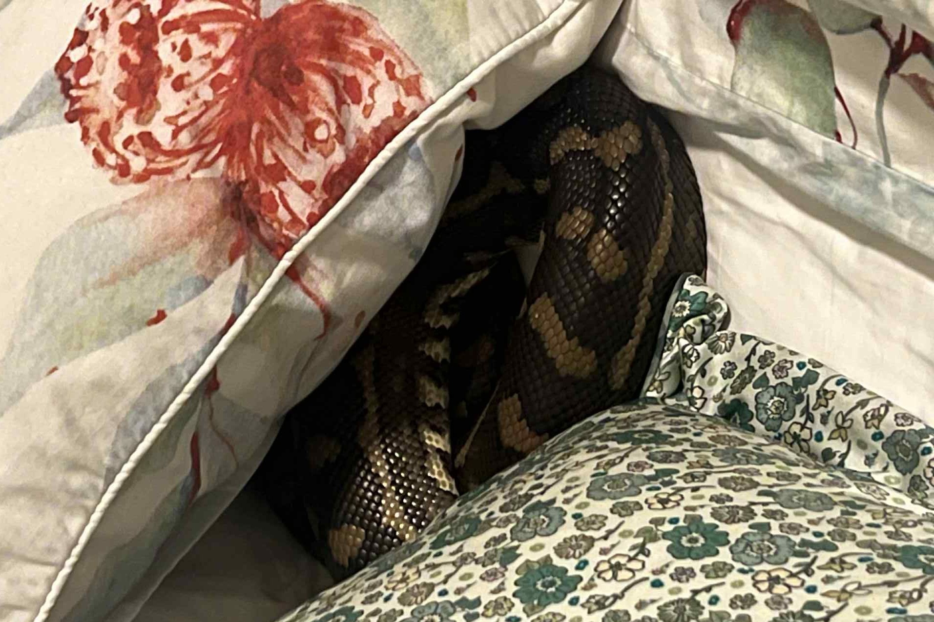 'I was shocked': slithery intruder gets cosy in bed