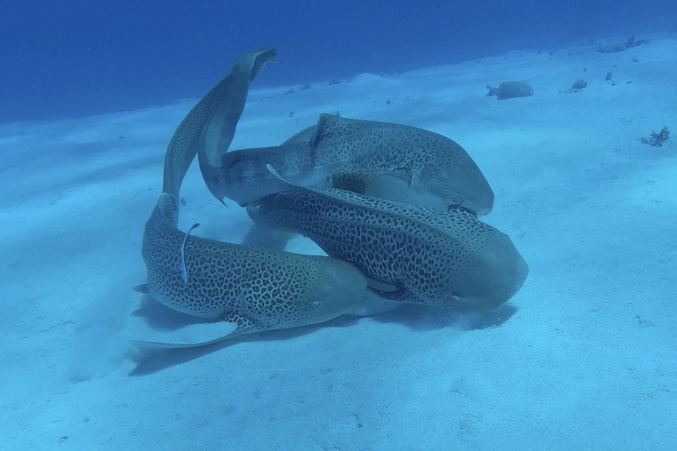 Coast researcher films rare leopard sharks mating