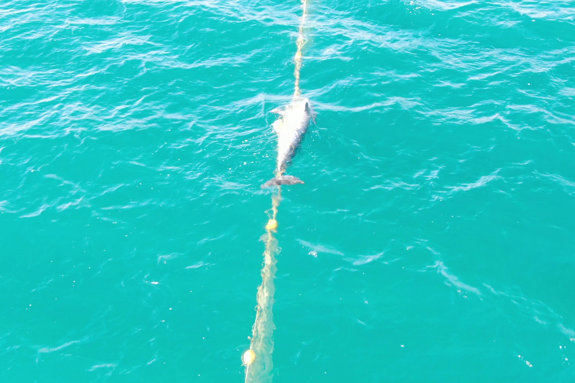 'Terror and suffering': group airs video of dolphin in shark net