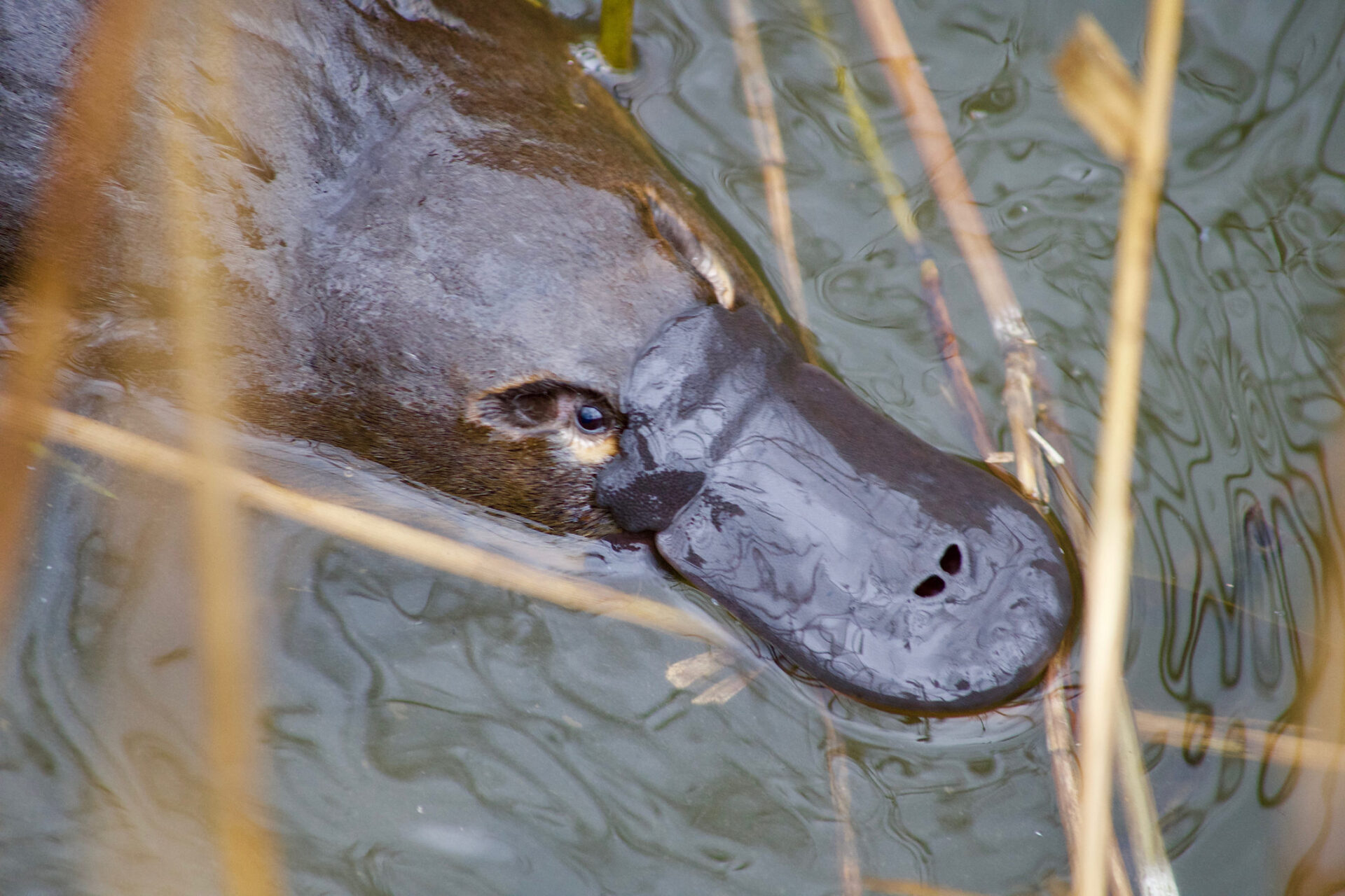 Game on in the fight to ban platypus 'death traps'
