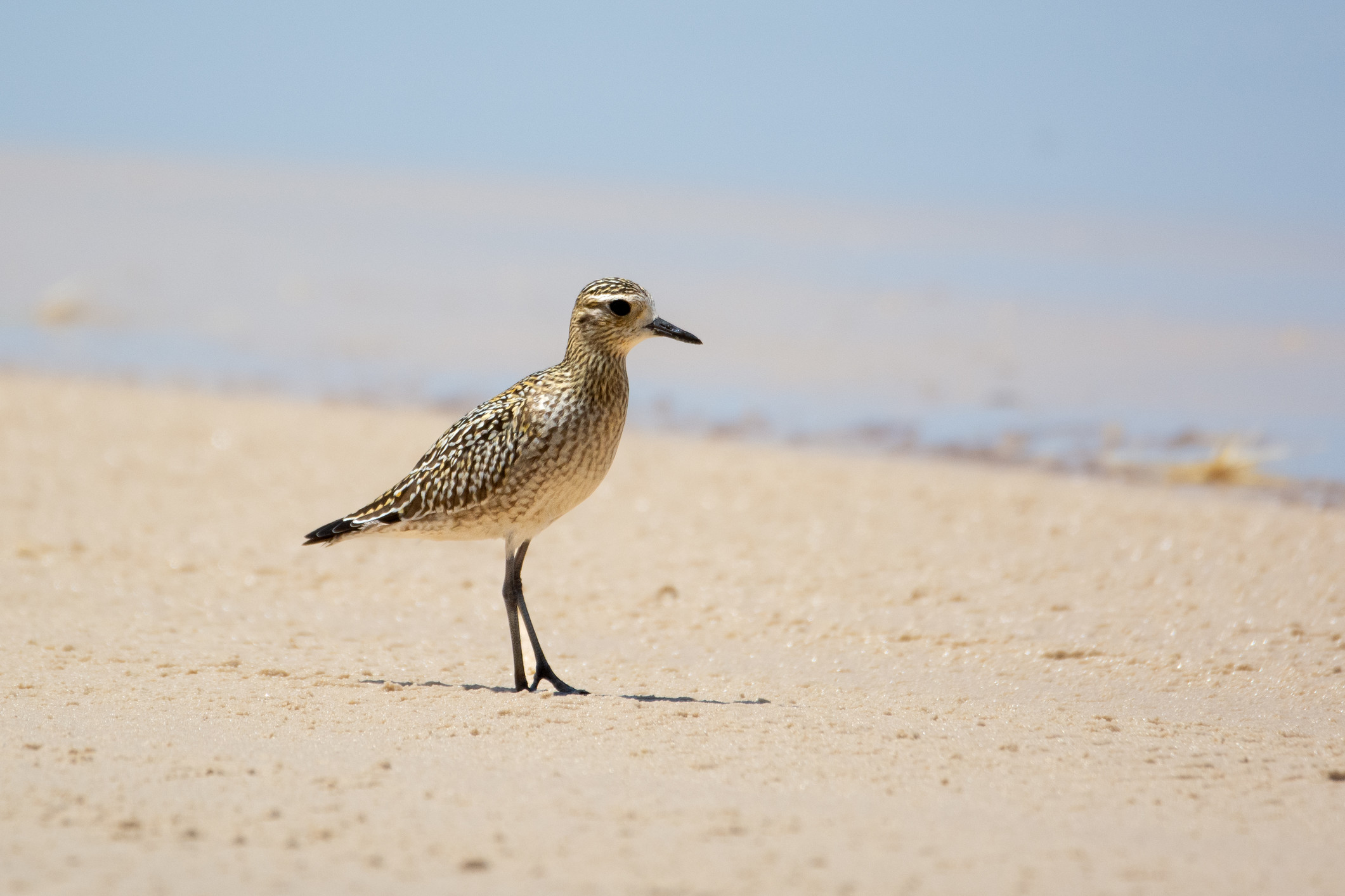 'Misinformation': steps taken to allay dog beach access fears
