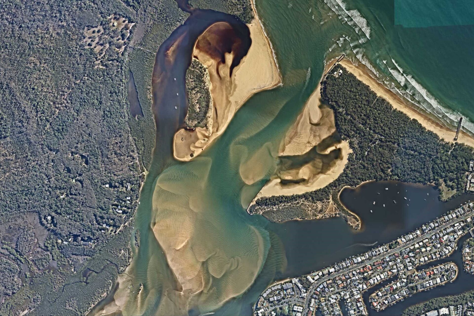 Battle to contain invasive American sea rocket