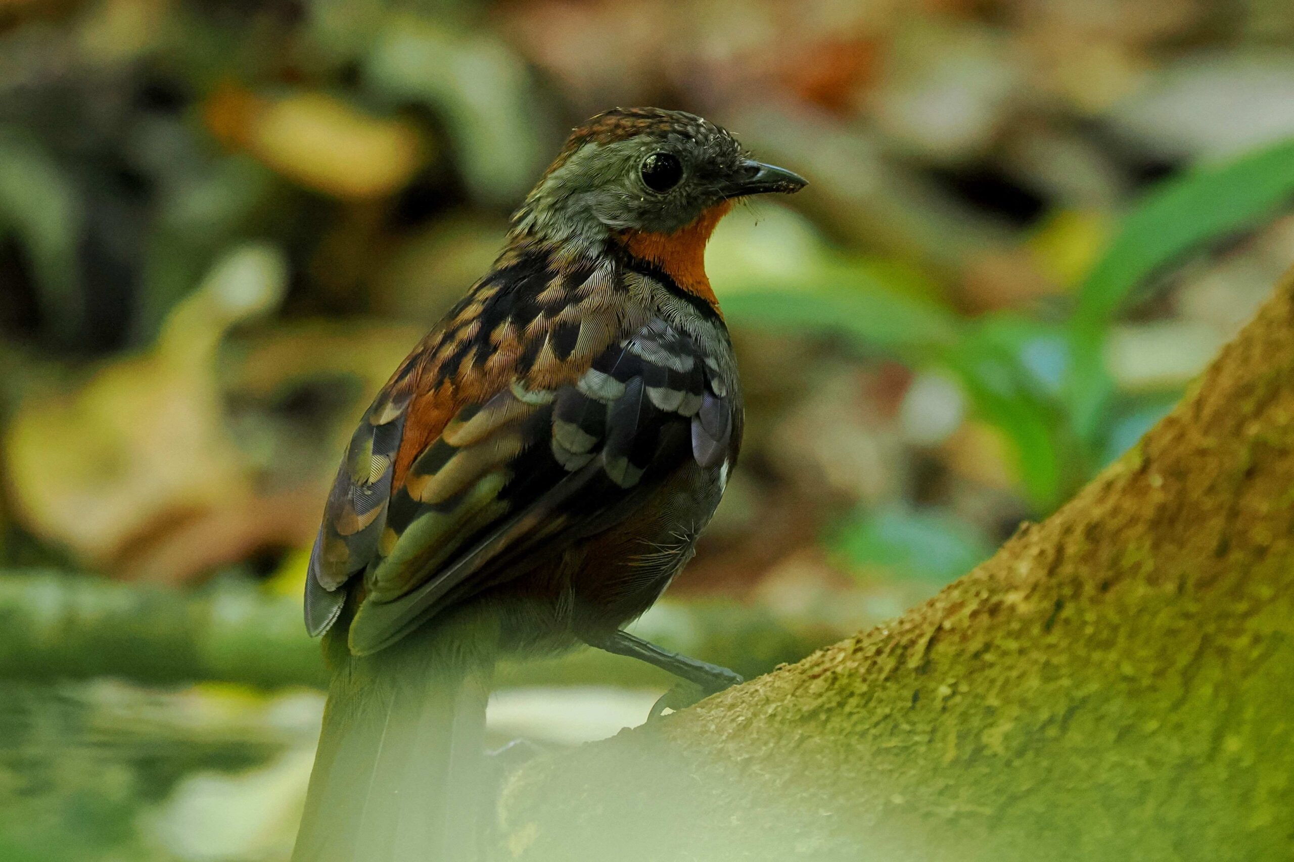 Photo of the day: Australian logrunner