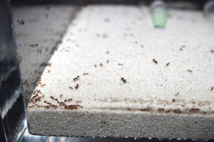 Authorities ramp up fire ants fight, assure bait is safe